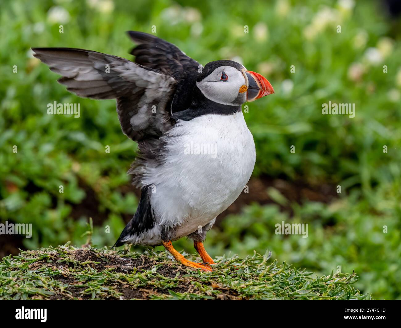 Puffin coloured beak hi-res stock photography and images - Alamy