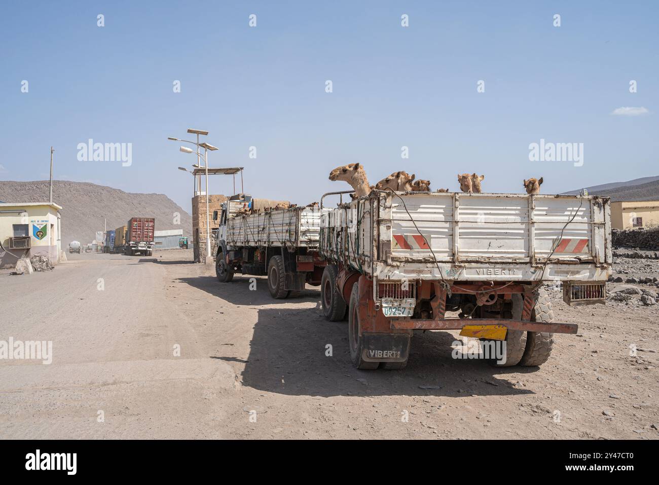 Camel transport on the road from Djibouti to Ethiopia Stock Photo - Alamy