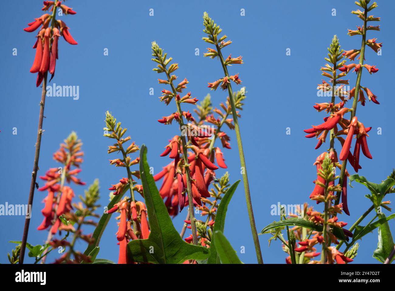 Coral tree hi-res stock photography and images - Alamy