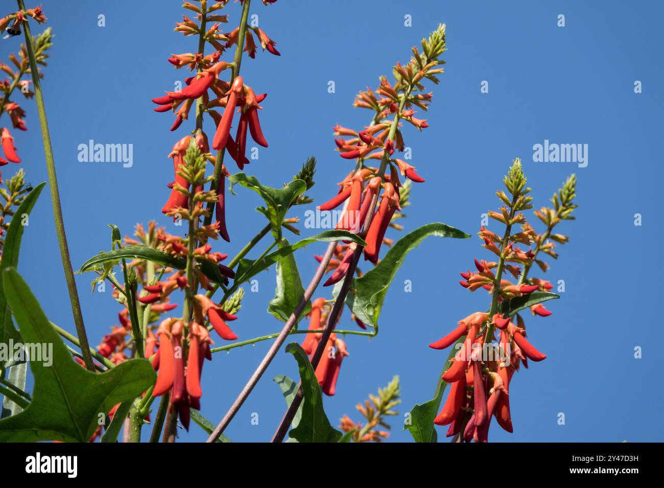 Coral tree hi-res stock photography and images - Alamy