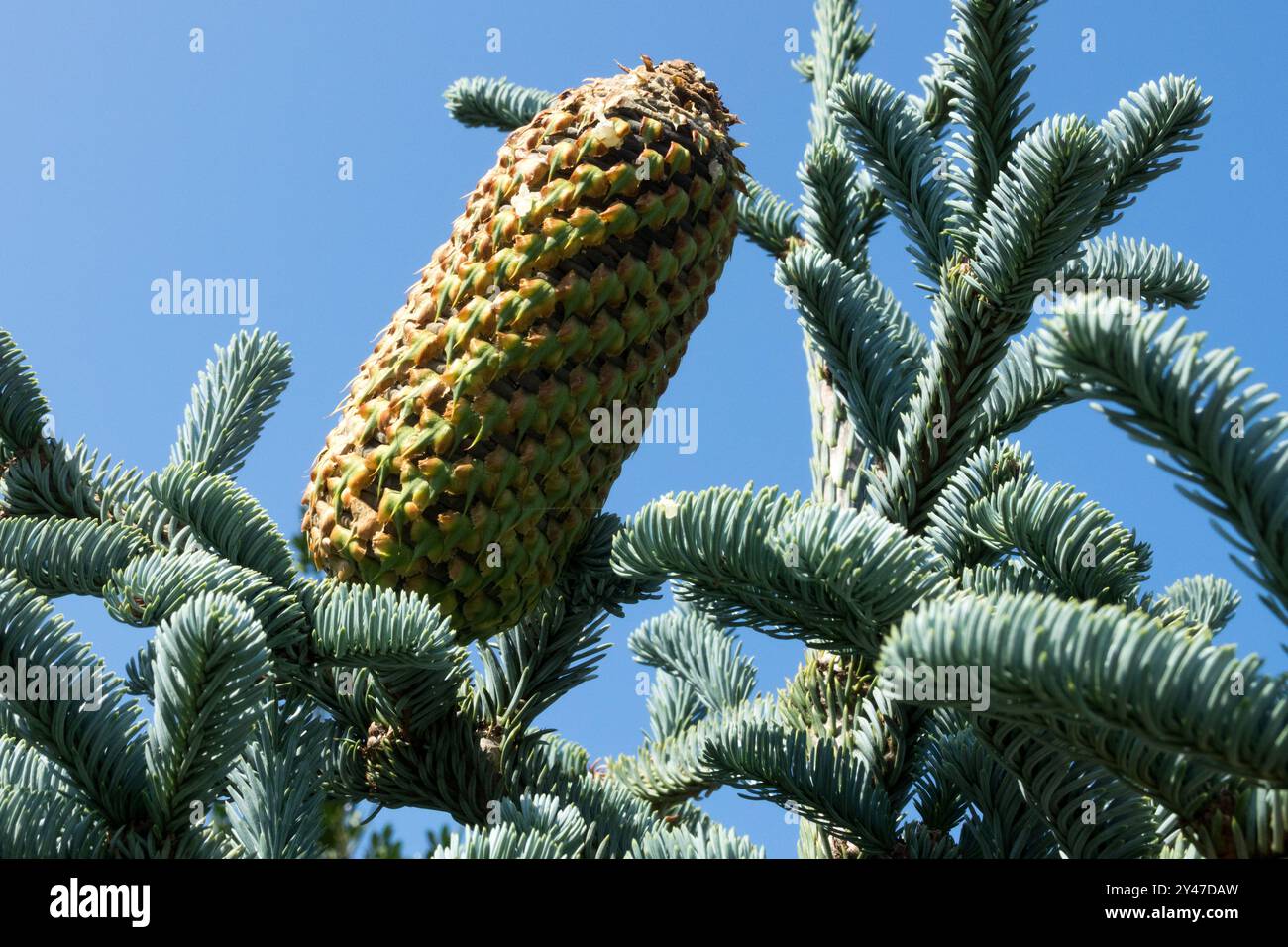 Noble Fir Cone Abies procera Stock Photo - Alamy