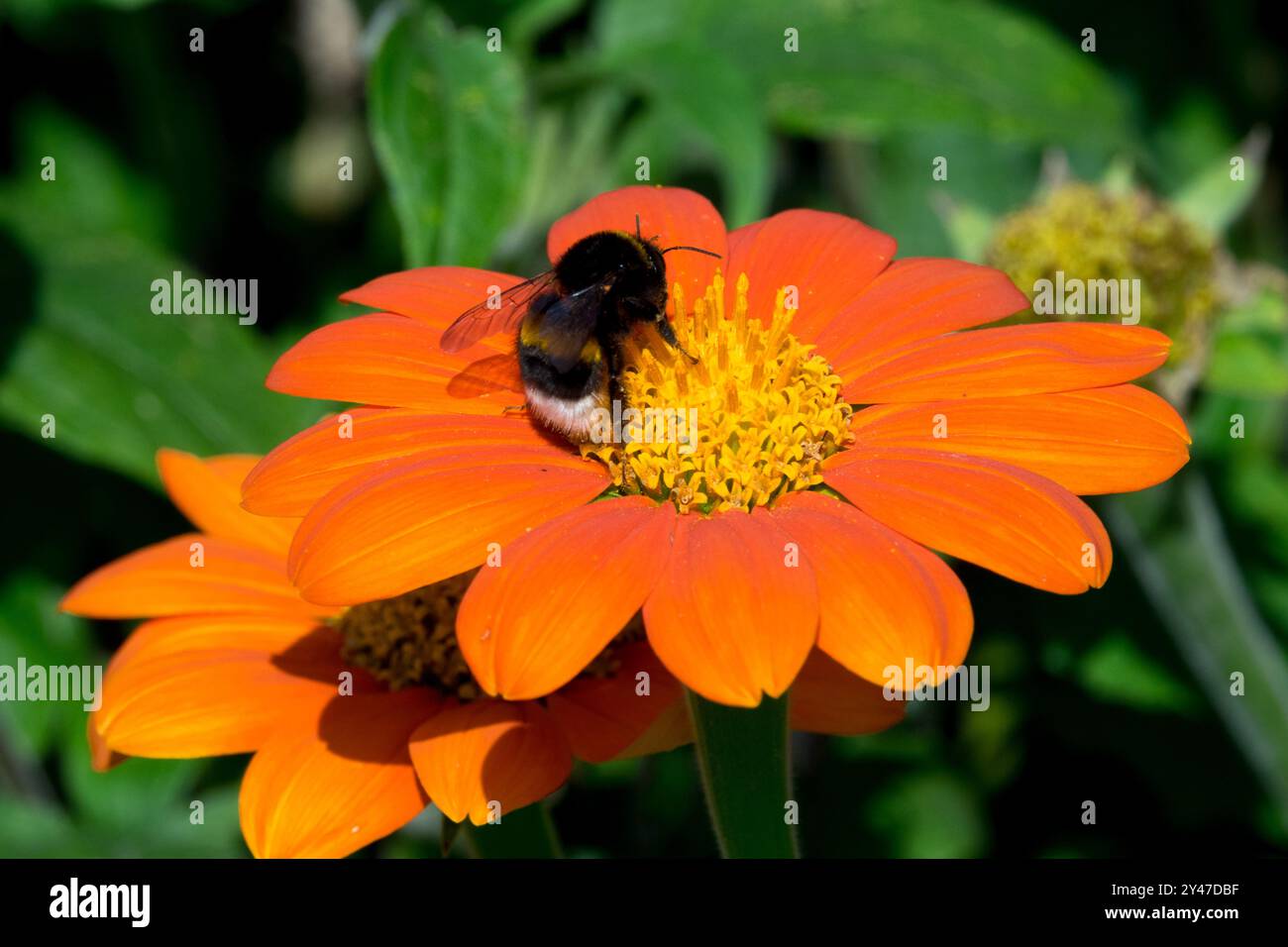 Bumblebee on Mexican Sunflower Tithonia rotundifolia Stock Photo - Alamy