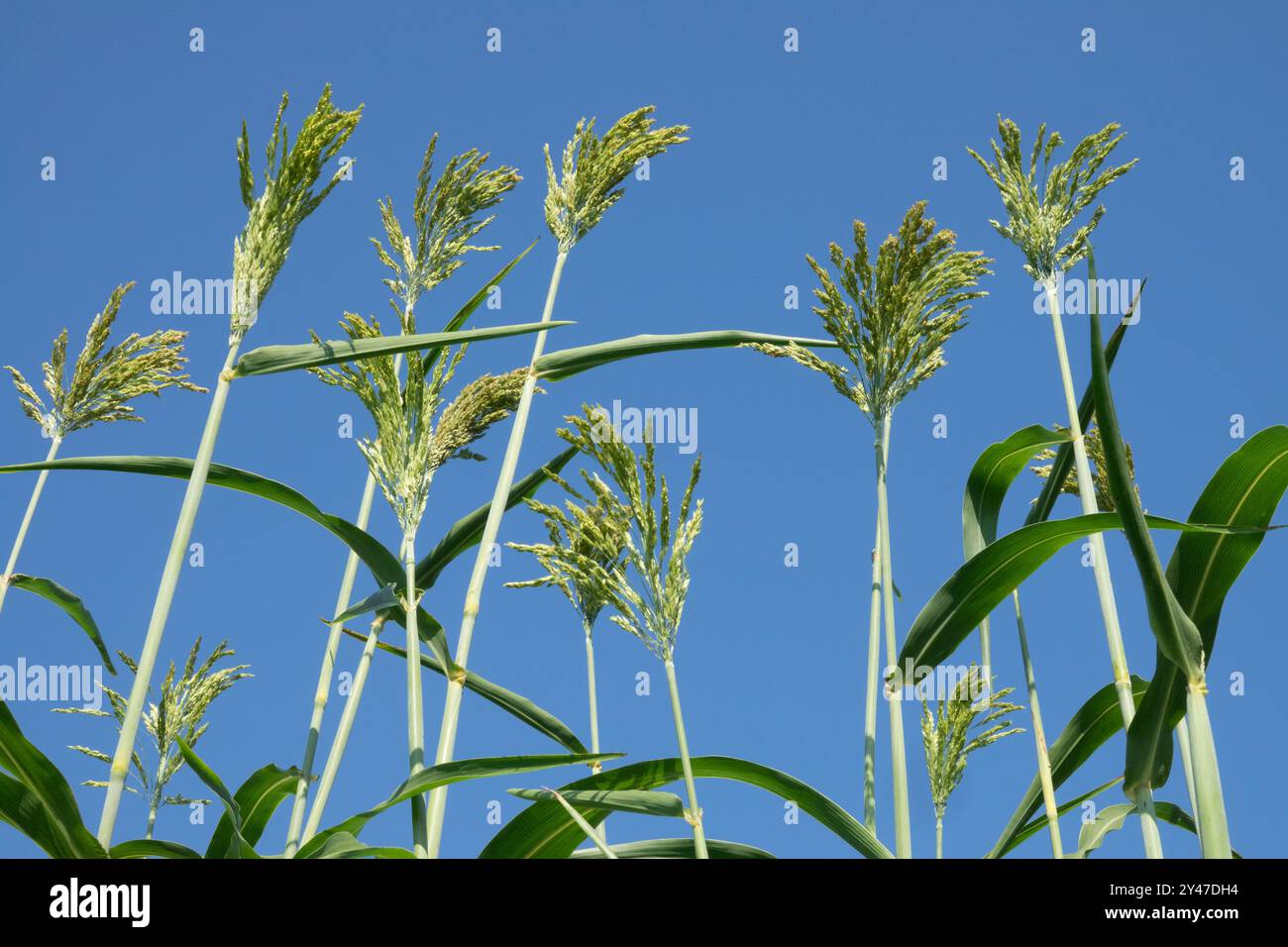Corn broom hi-res stock photography and images - Alamy