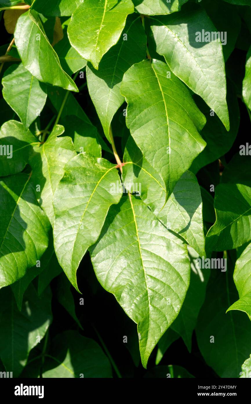 Poison Ivy Toxicodendron radicans poisonous plant Rhus radicans leaves ...