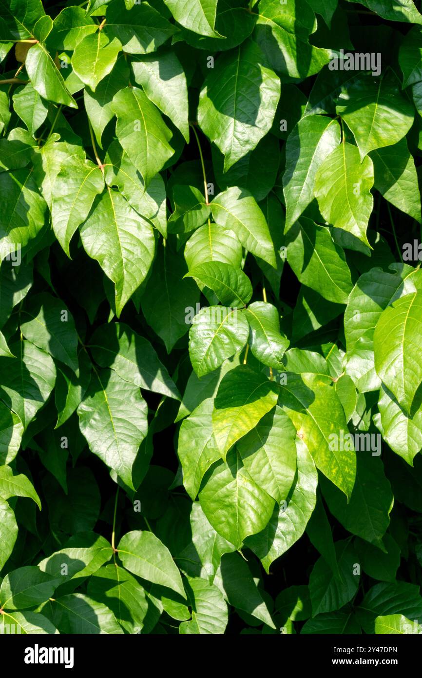Poisonous ivy hi-res stock photography and images - Alamy