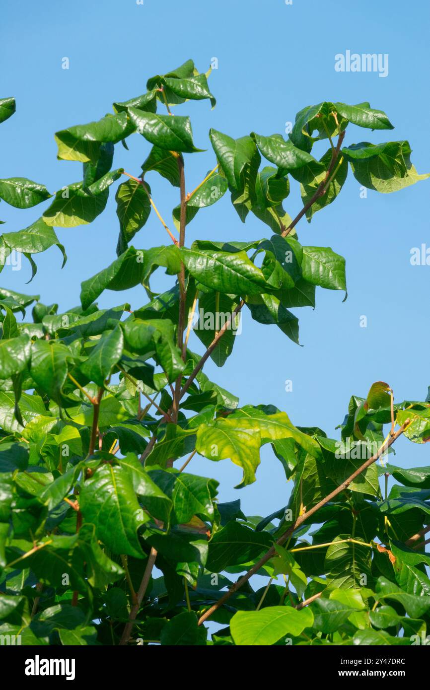 Poison Ivy Toxicodendron radicans poisonous plant Stock Photo - Alamy