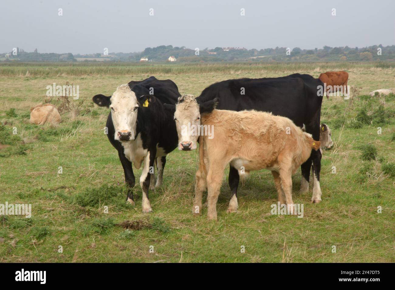 Cows with their calves in a field near Southwold, Suffolk, UK Stock ...