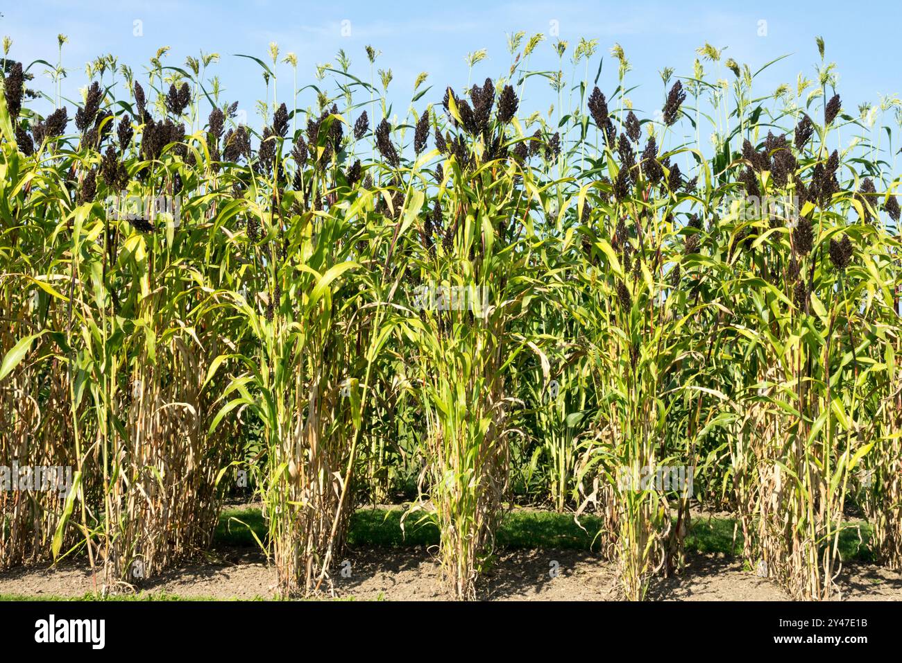 Agriculture Cereal Plant Plants Annual Annuals Herbaceous Black Millet ...