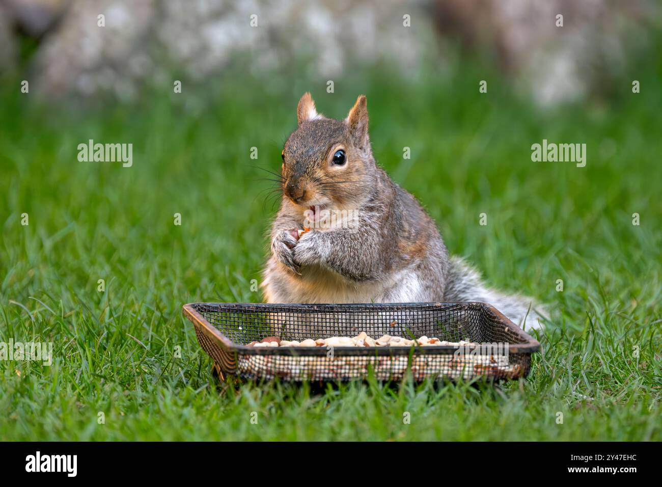 Grey Squirrel sat on lawn eating nuts with mouth open from the ground ...