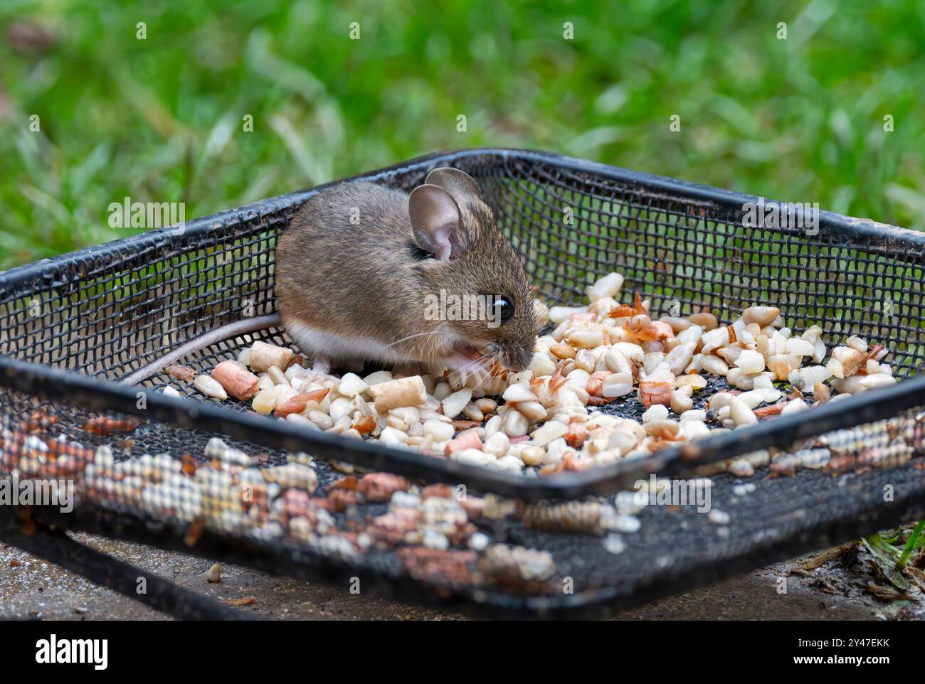 Wood Mouse, also called field mouse (proper name Apodemus sylvaticus ...