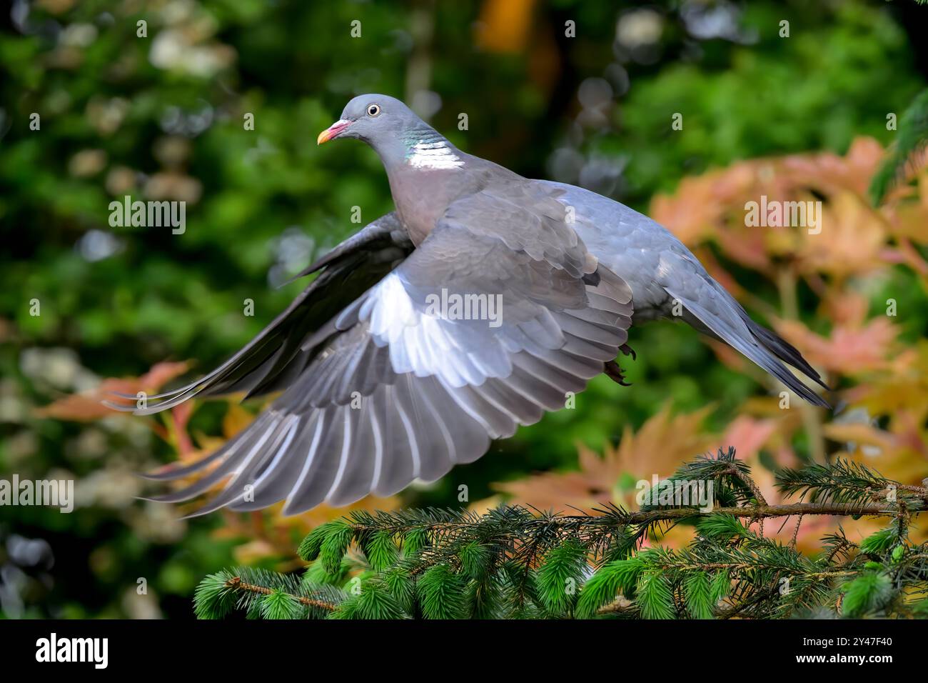 Adult wood pigeon just taking off in flight from pine tree on sunny day ...