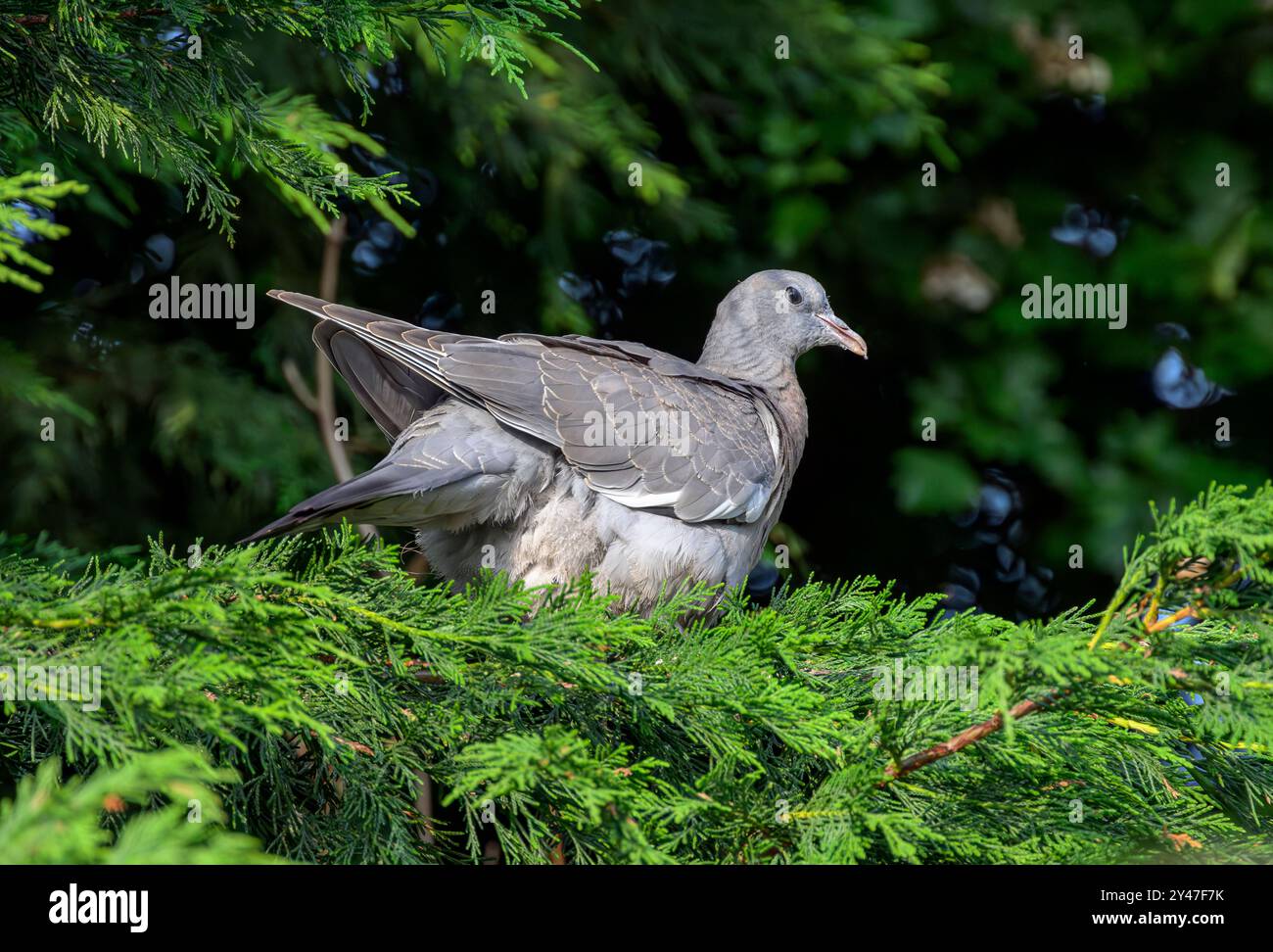 Juvenile woodie hi-res stock photography and images - Alamy