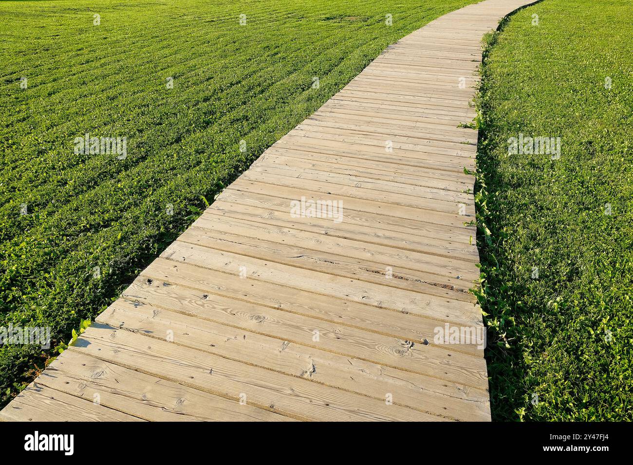 Timber boardwalk through the green grass lawn. landscape design element ...