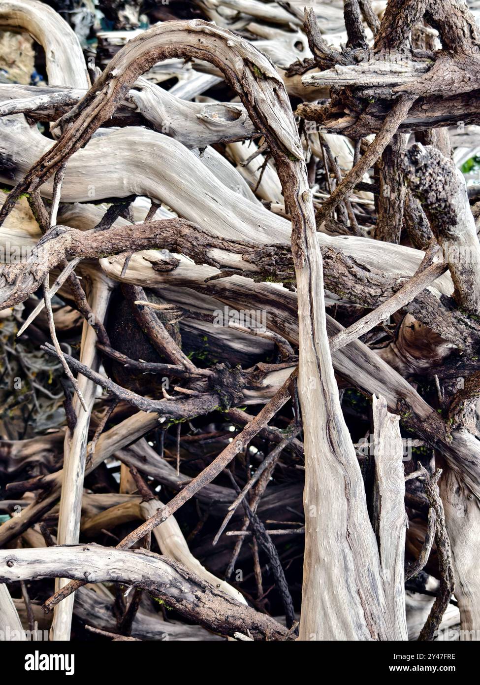 large pile consisting of branches and twigs located on the beach Stock ...