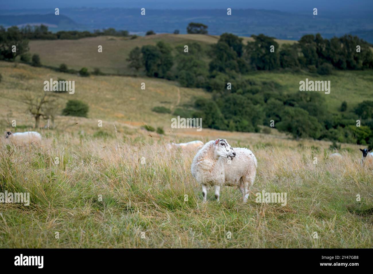 The Mendips taken from Deer Leap which is the highest point in the ...