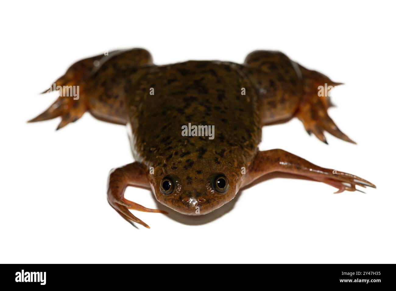 A Common Platanna, also known as the African Clawed Frog (Xenopus ...
