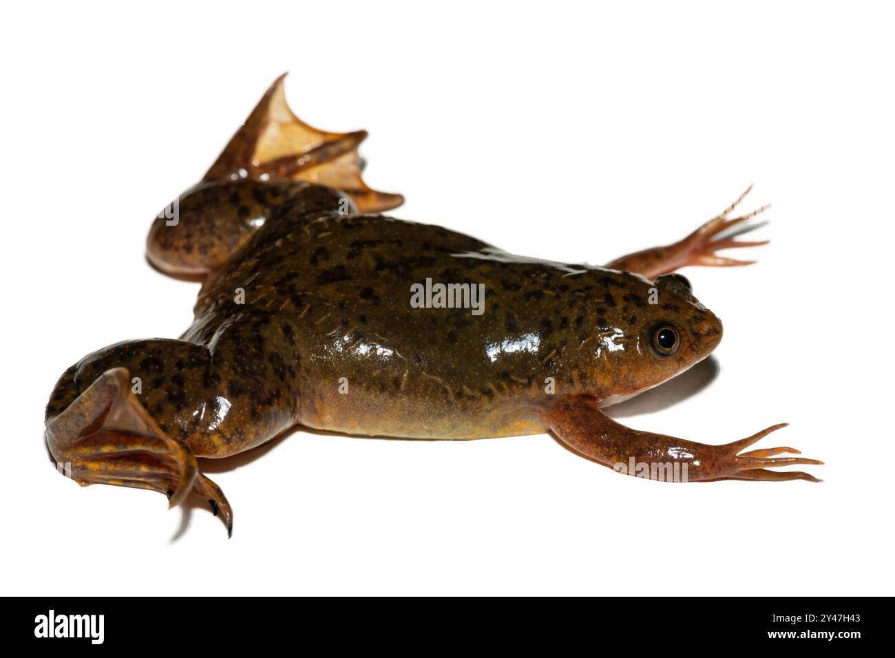 A Common Platanna, also known as the African Clawed Frog (Xenopus ...