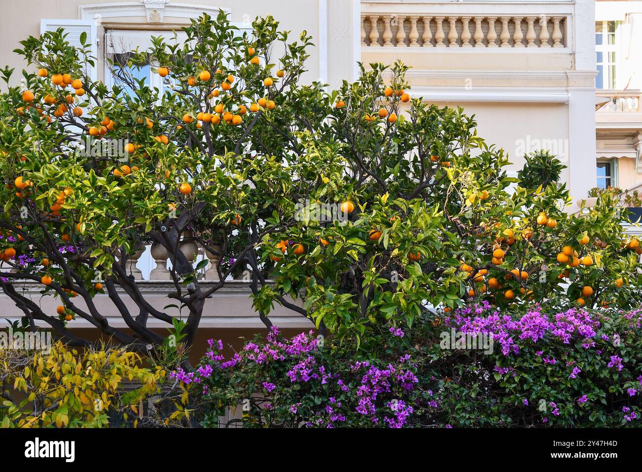 Orange trees and flowering bouganvillea in the small garden of a ...