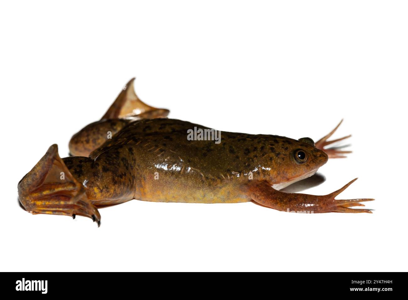 A Common Platanna, also known as the African Clawed Frog (Xenopus ...