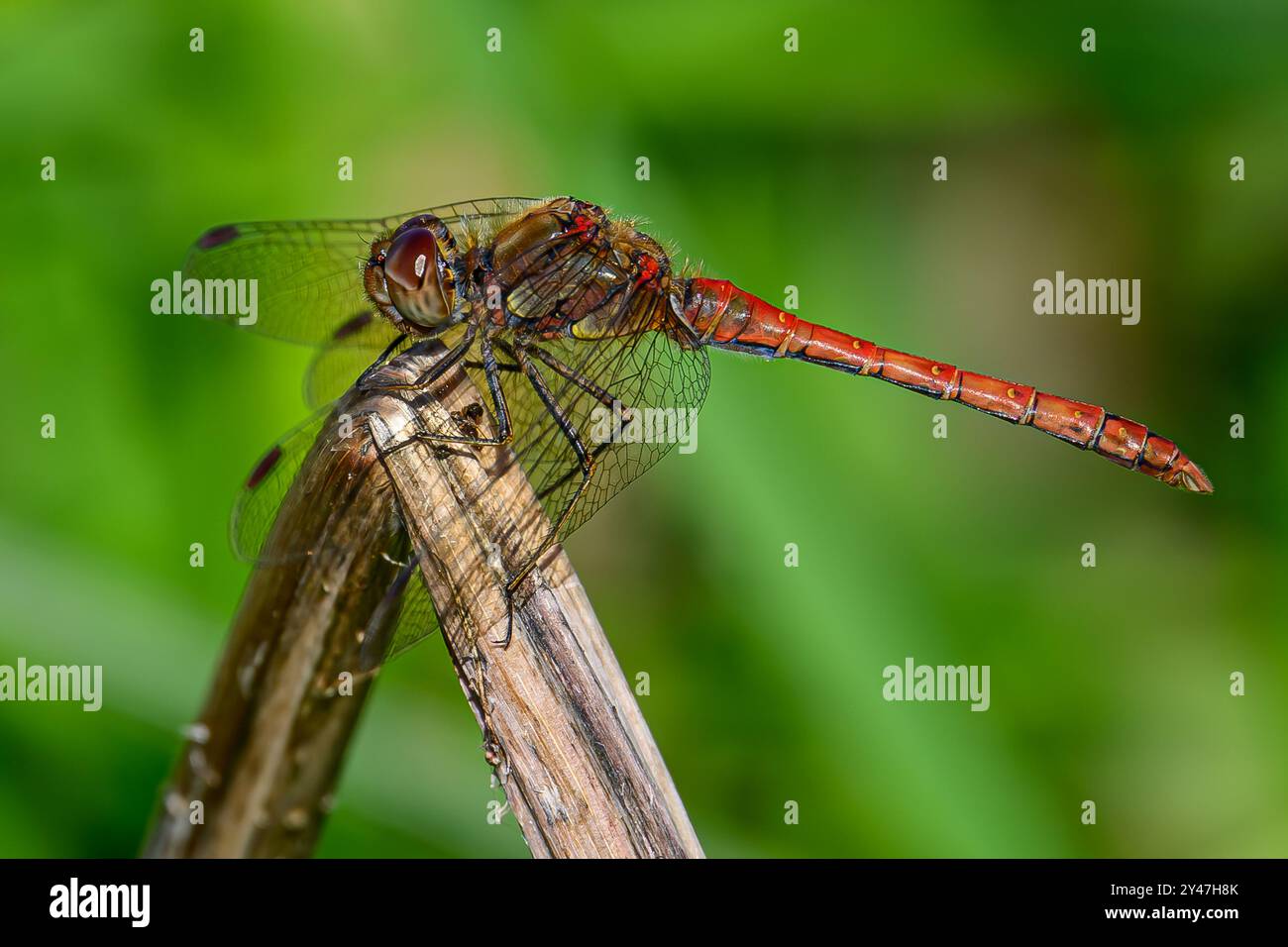 Female common hawker dragonfly hi-res stock photography and images - Alamy