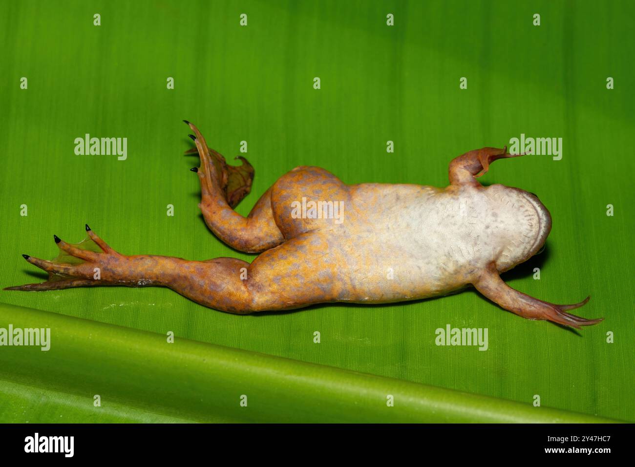 The underside of a Common Platanna, also known as the African Clawed ...