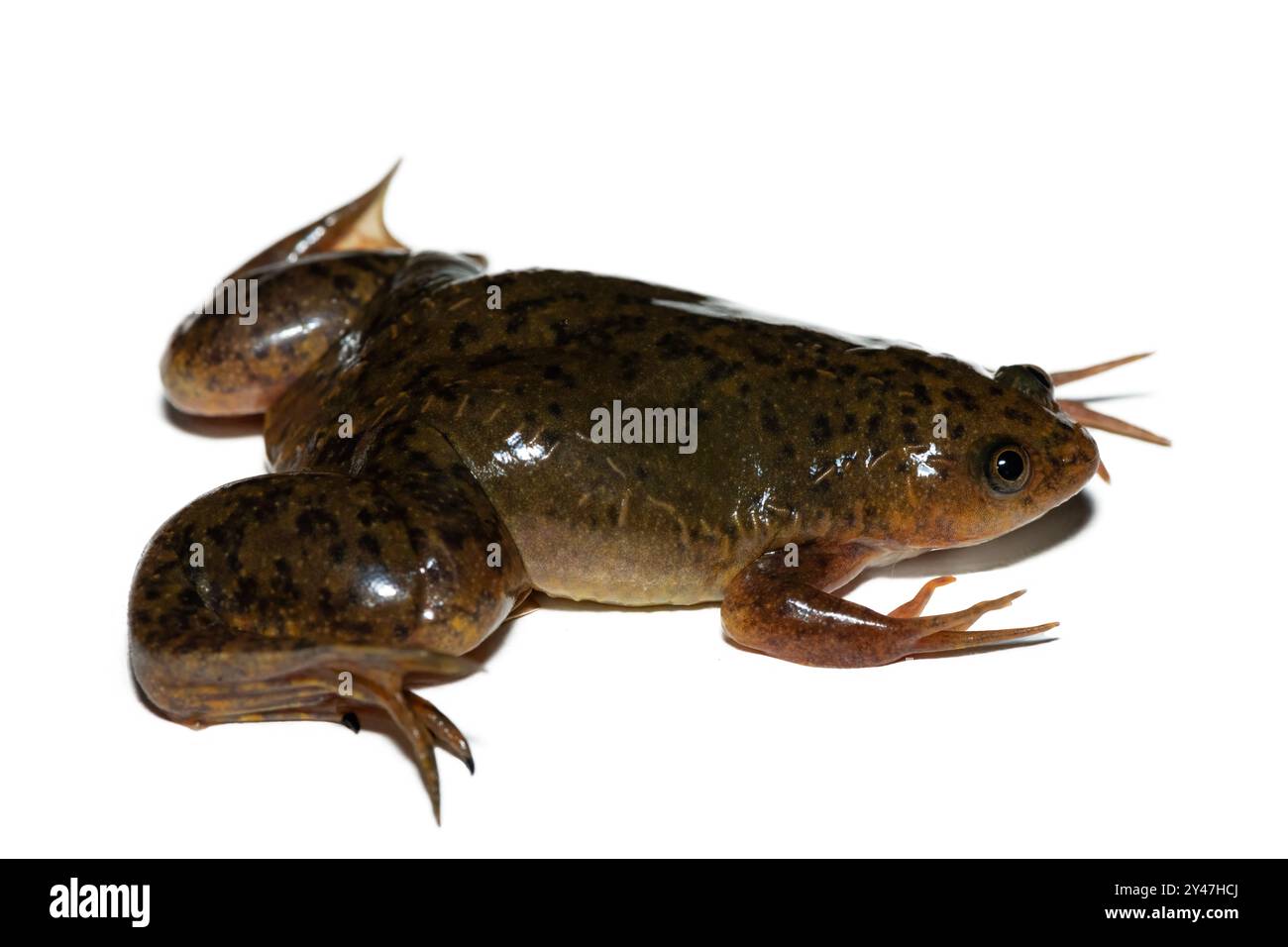 A Common Platanna, also known as the African Clawed Frog (Xenopus ...