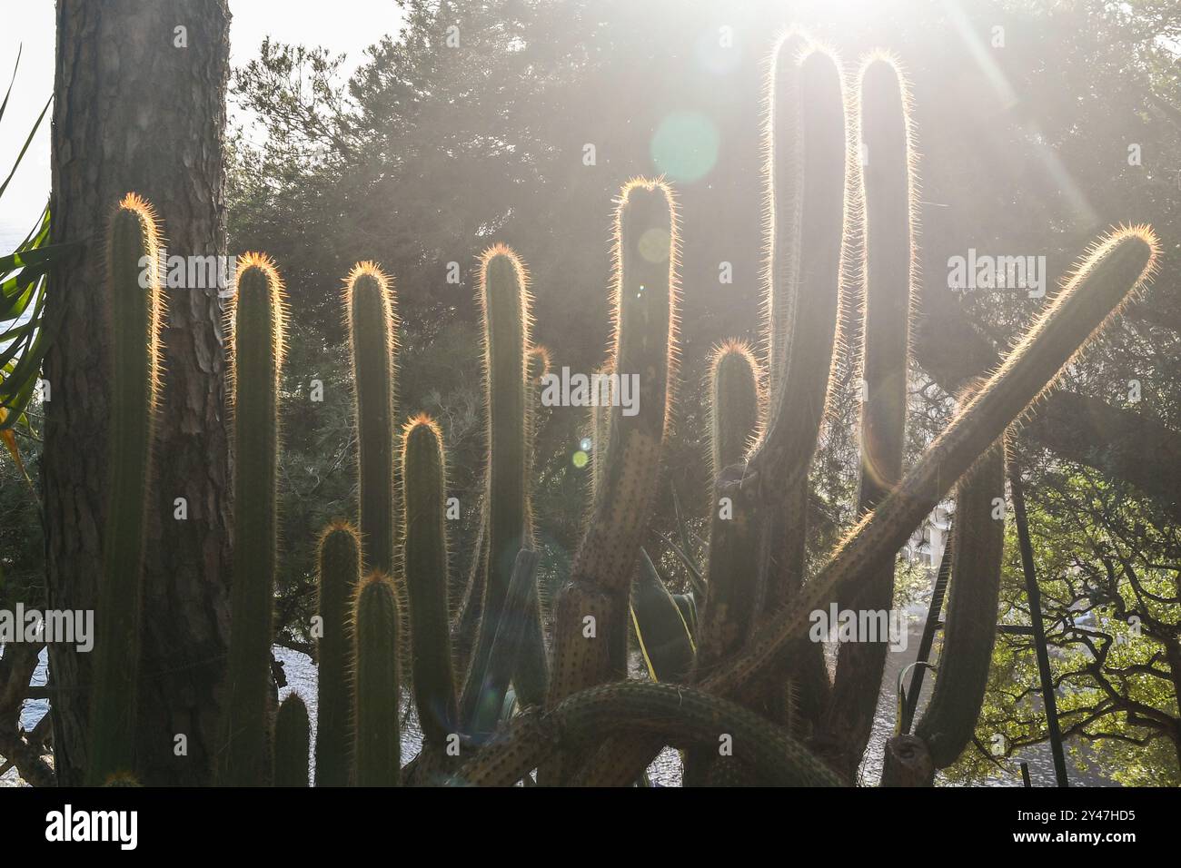 Backlit view with lens flare of cactus succulent plants in the St ...