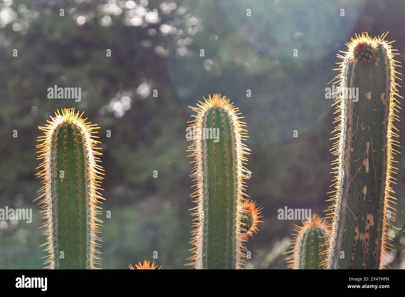 Backlit view with lens flare of cactus succulent plants in the St ...