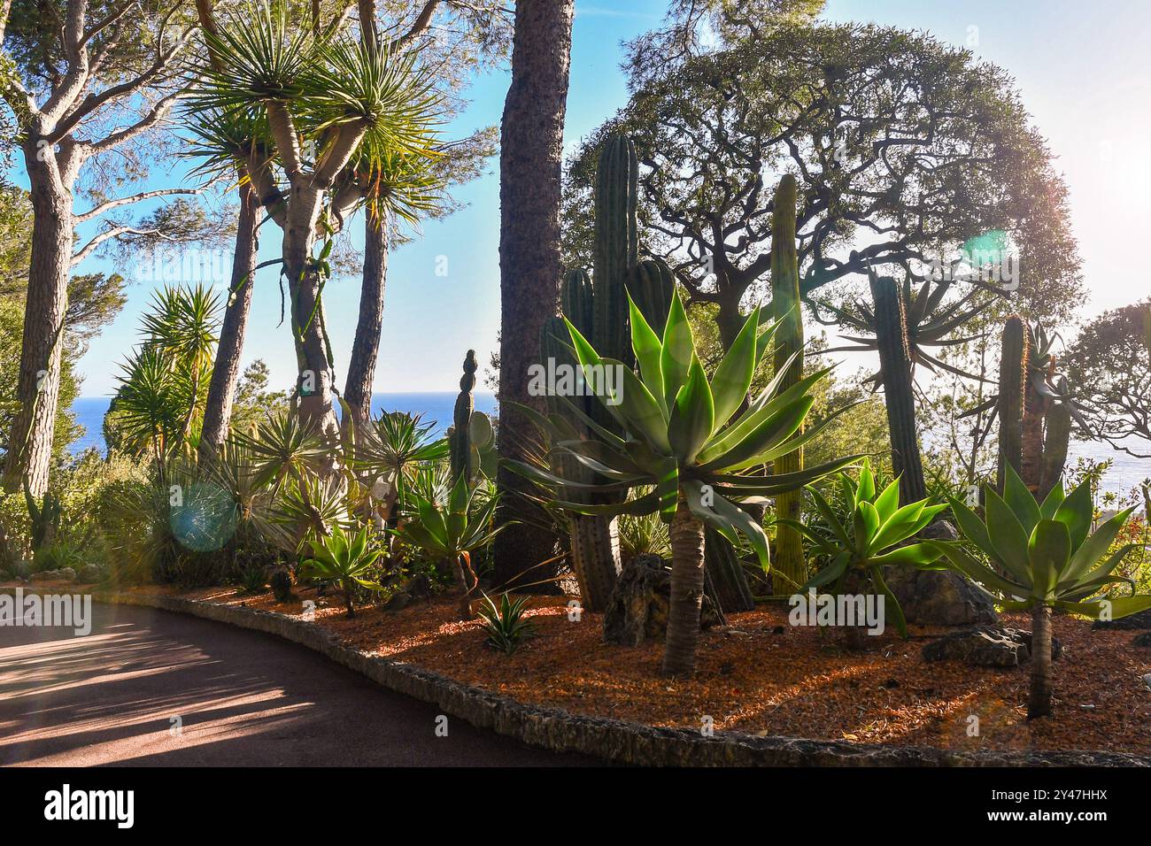 Succulent and Mediterranean plants in the St Martin Gardens overlooking ...