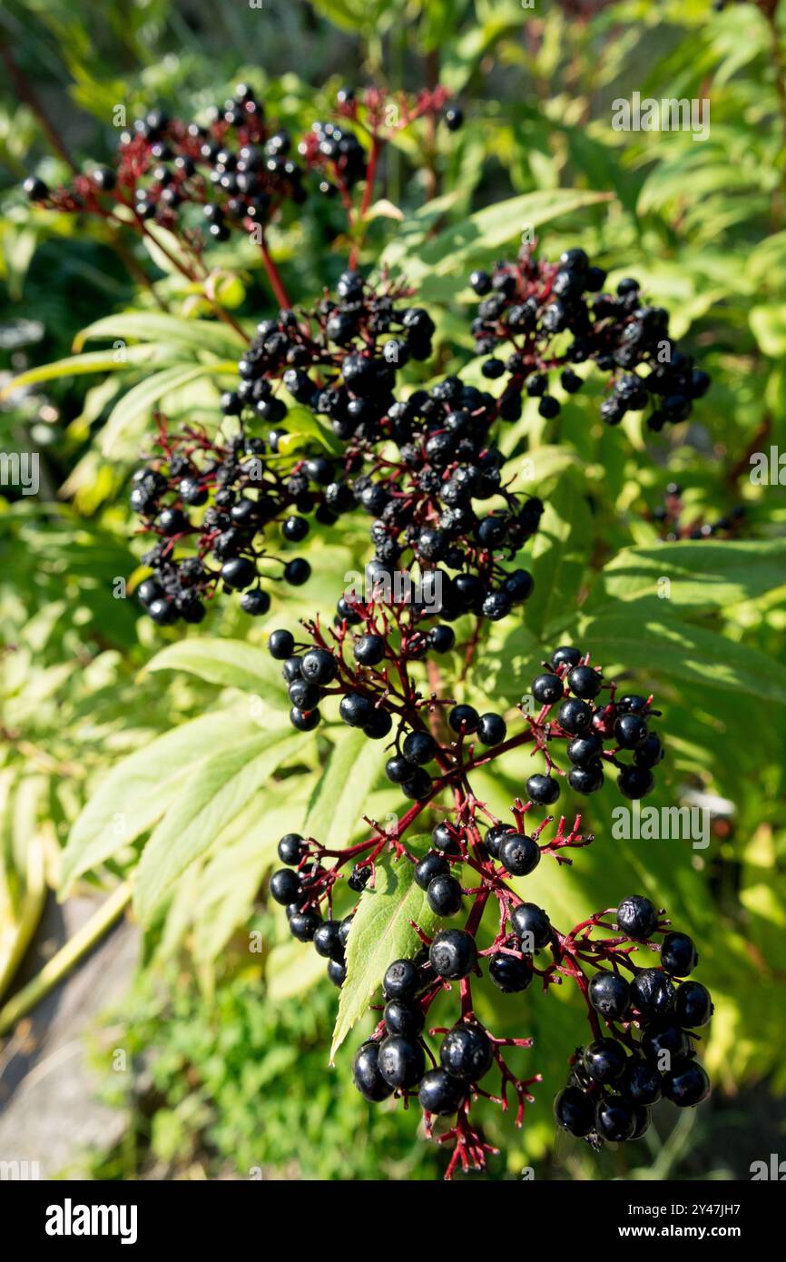 Perennial dwarf shrub hi-res stock photography and images - Alamy