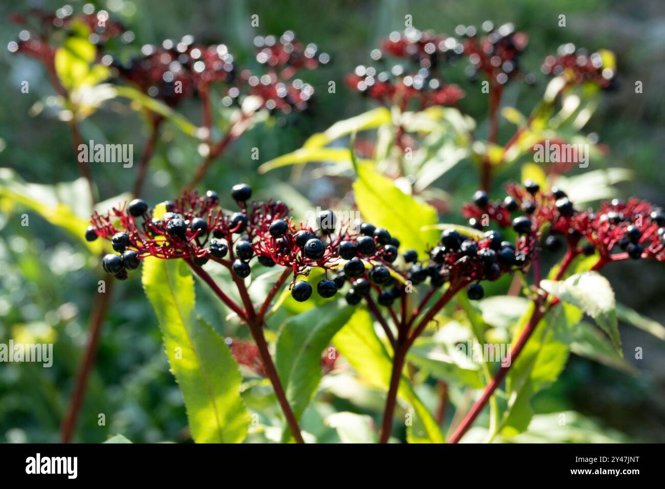 Perennial dwarf shrub hi-res stock photography and images - Alamy