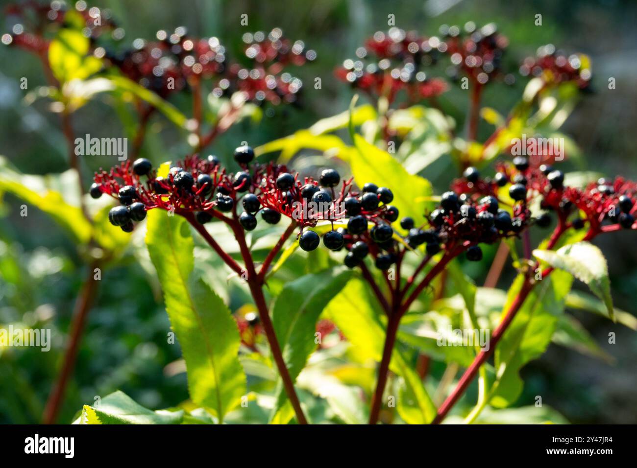 European Dwarf Elder Sambucus ebulus Stock Photo - Alamy