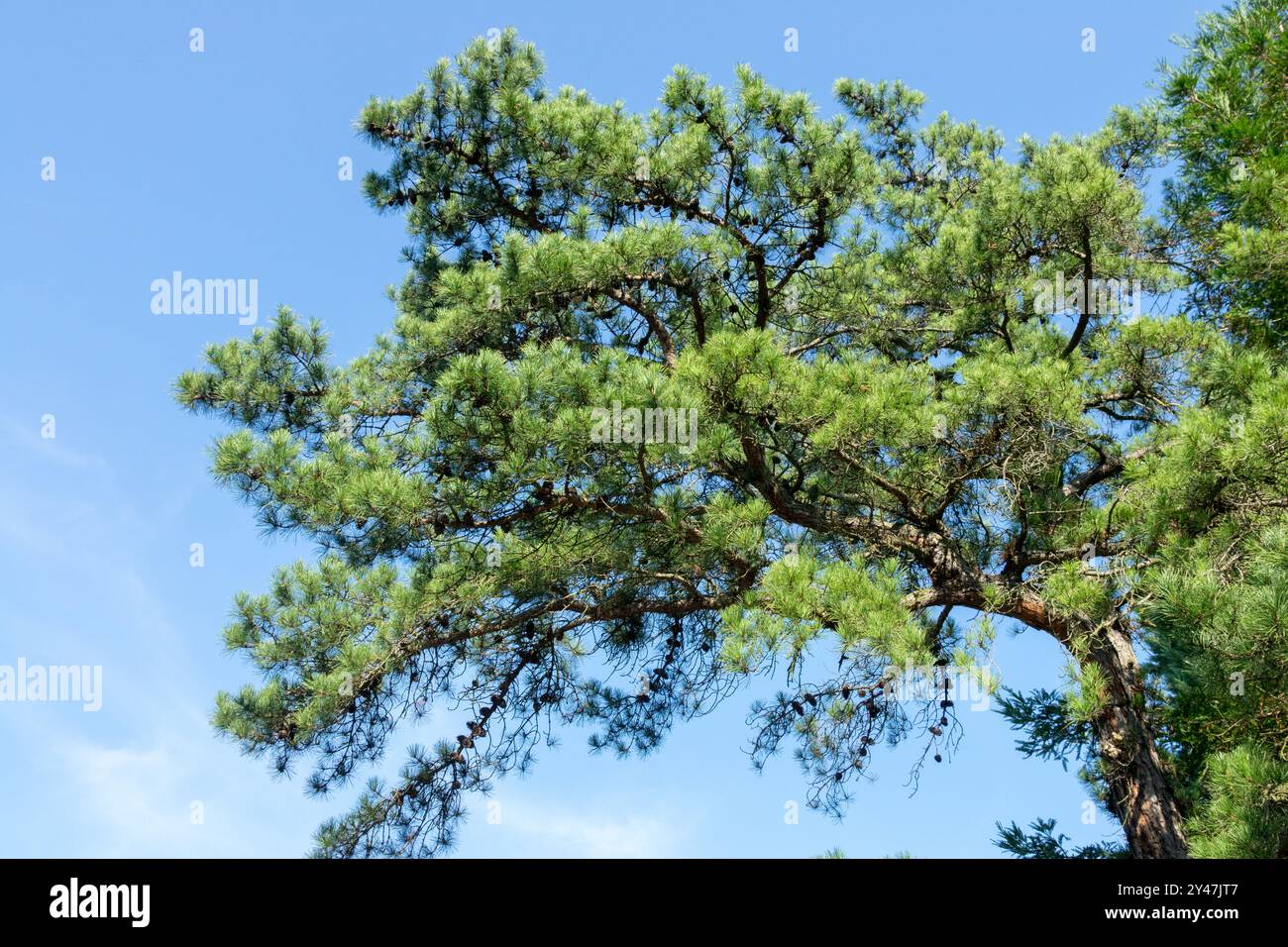 Pinus rigida Northern Pitch Pine Tree Stock Photo - Alamy