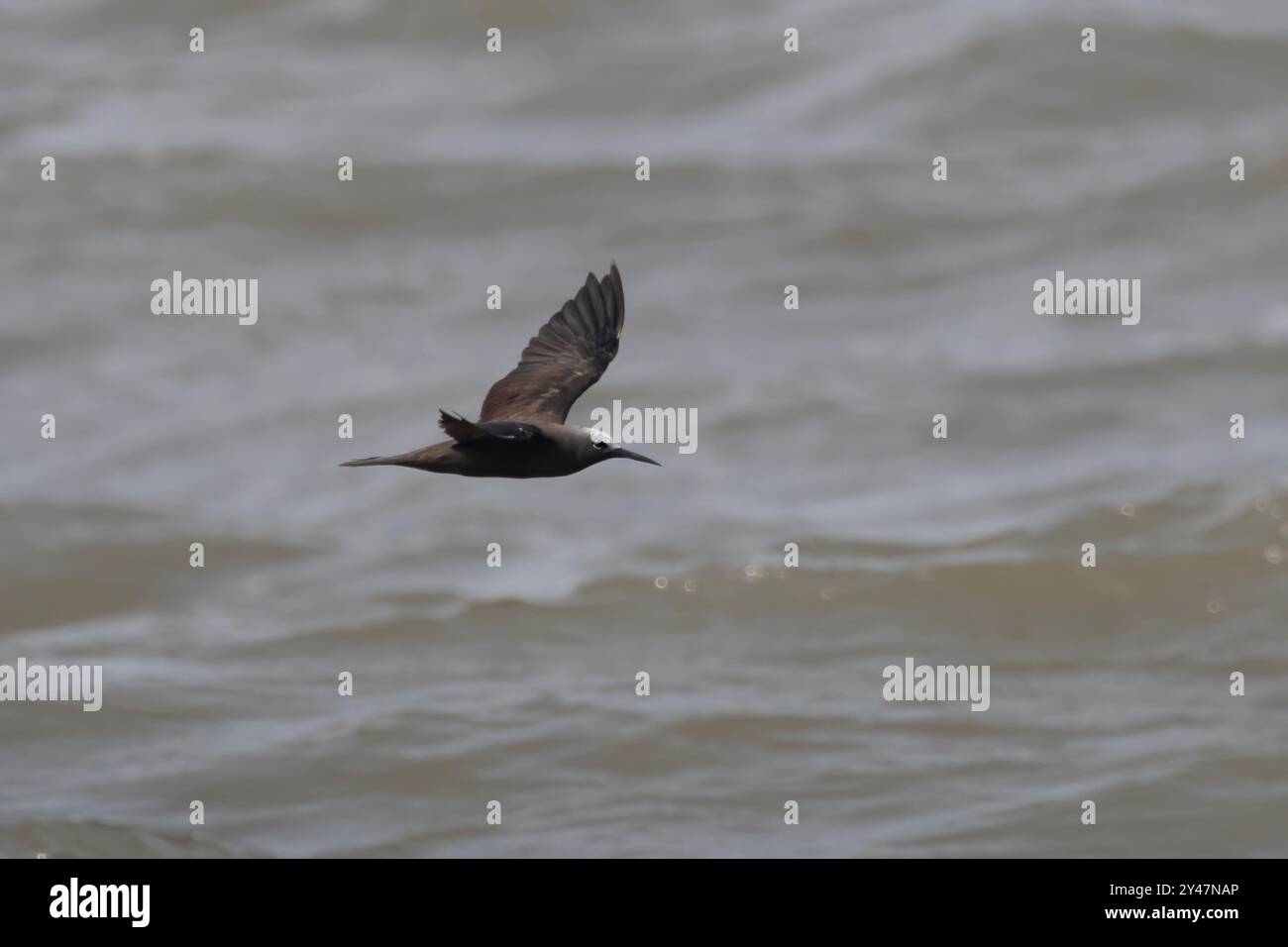 lesser noddy or Anous tenuirostris in flight near Mandwa Maharashtra ...