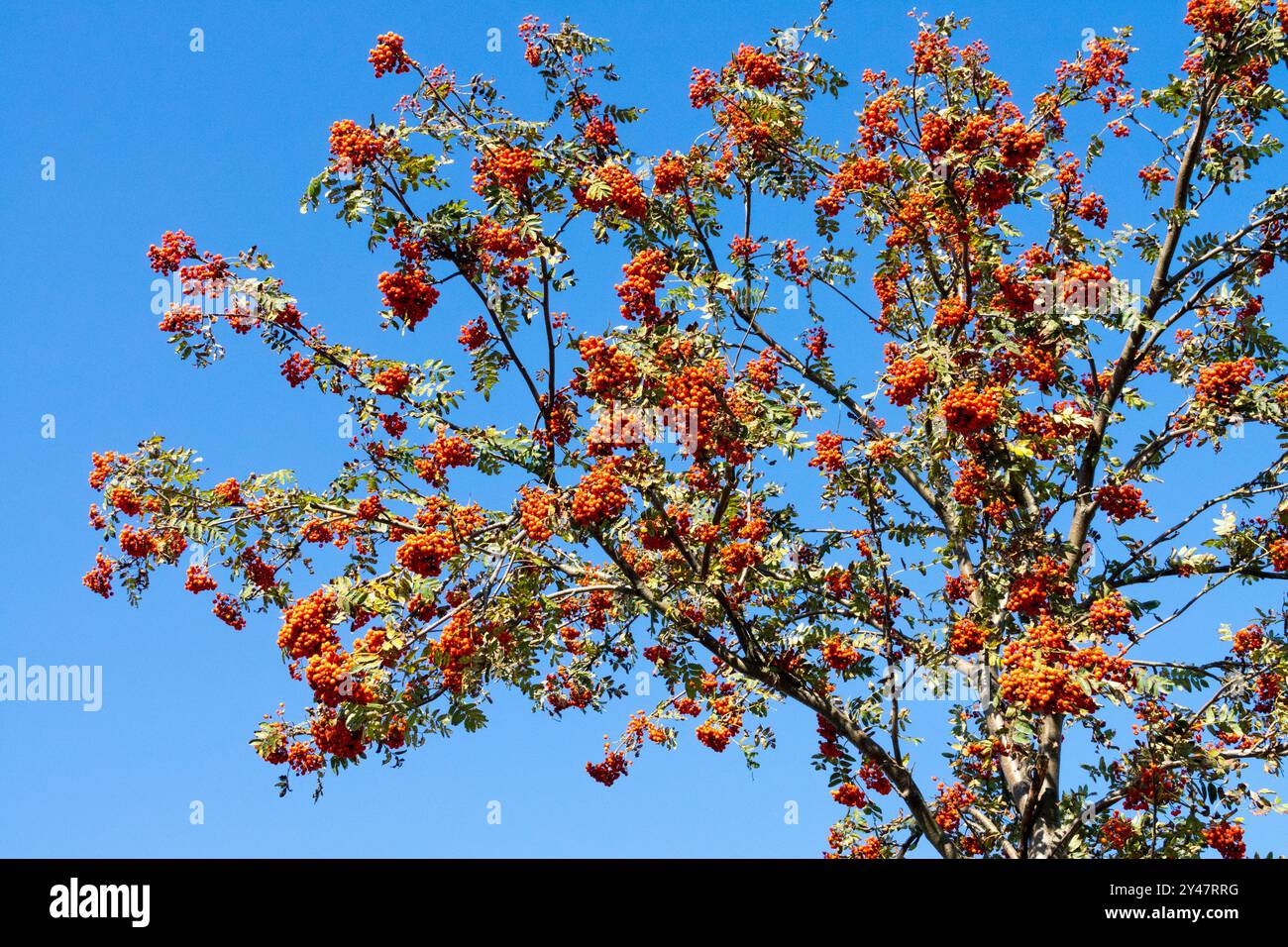 Rowan berries on the tree announce the coming autumn red berries in ...