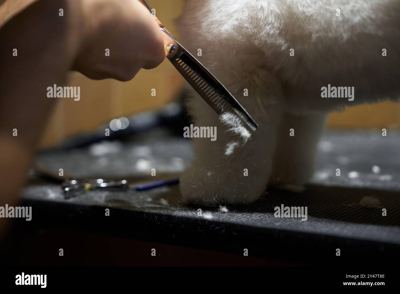 Grooming a fluffy dog in a cozy indoor setting during late afternoon ...