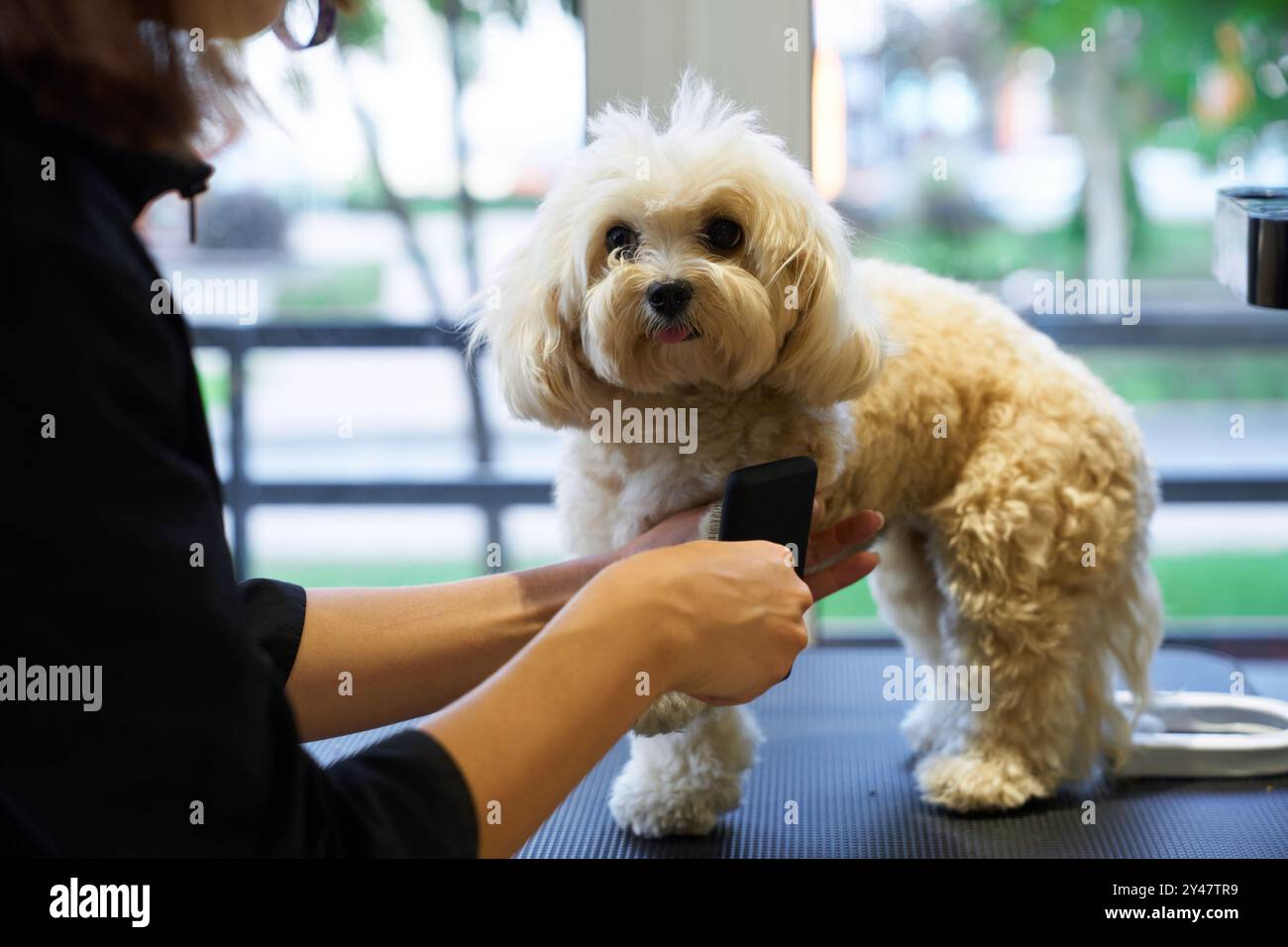 Grooming a small fluffy dog at a pet salon in the afternoon sunlight ...