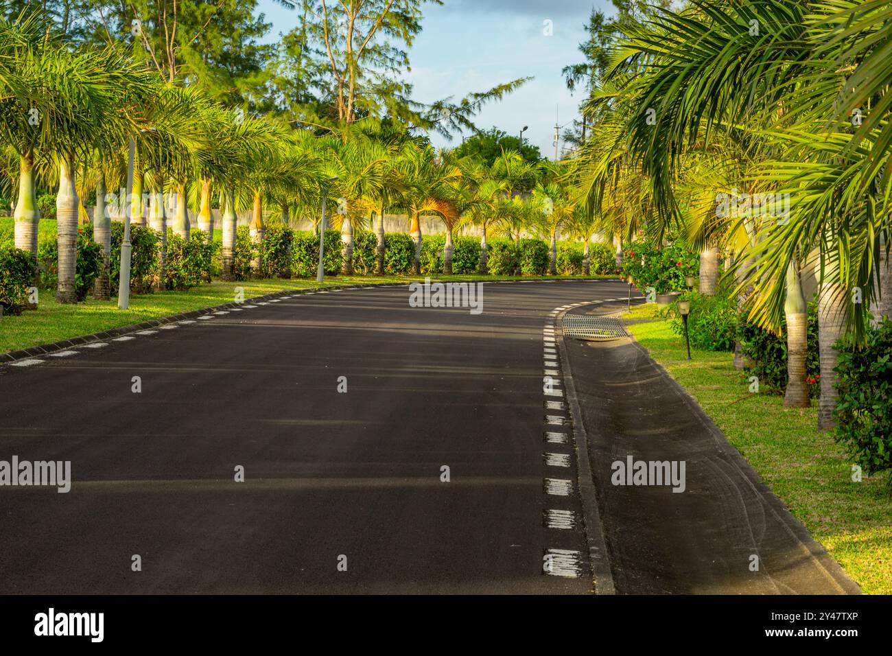 Rows of blue latan palm trees alongside a clean asphalted road in the ...