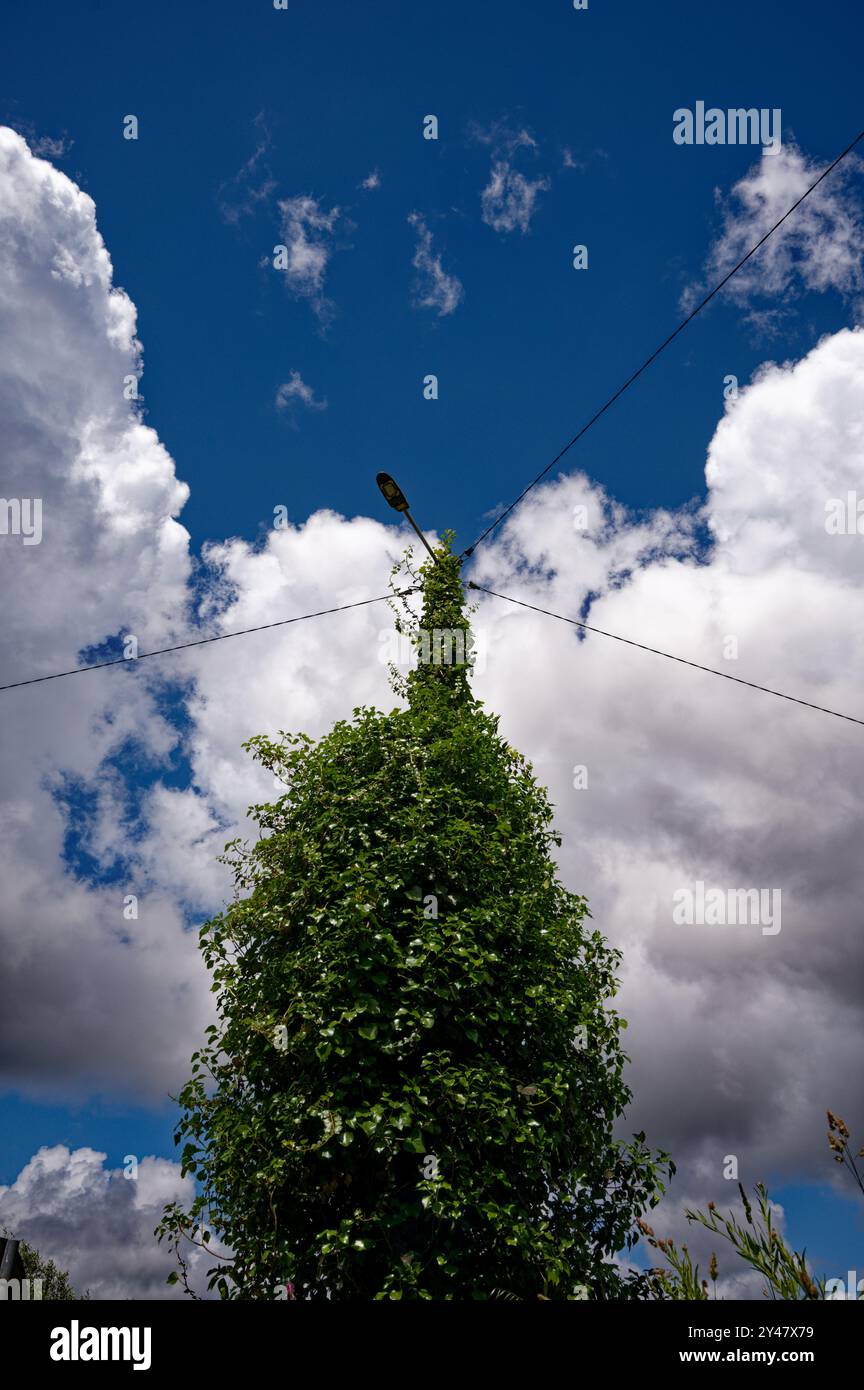 A streetlight overgrown with vibrant green ivy stretches upwards into a ...