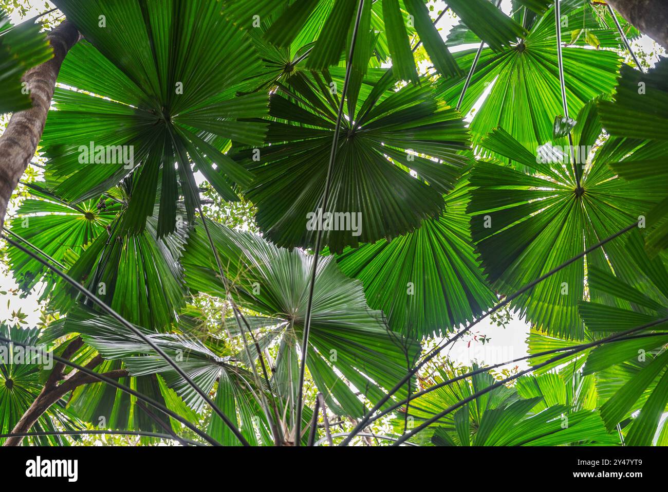 Palm trees in tropical rainforest in Daintree River National Park in ...