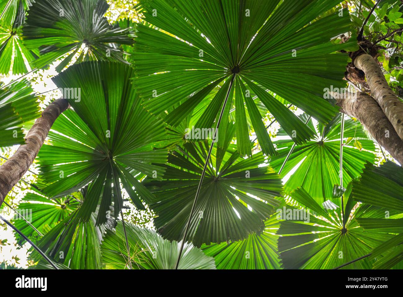 Palm trees in tropical rainforest in Daintree River National Park in ...