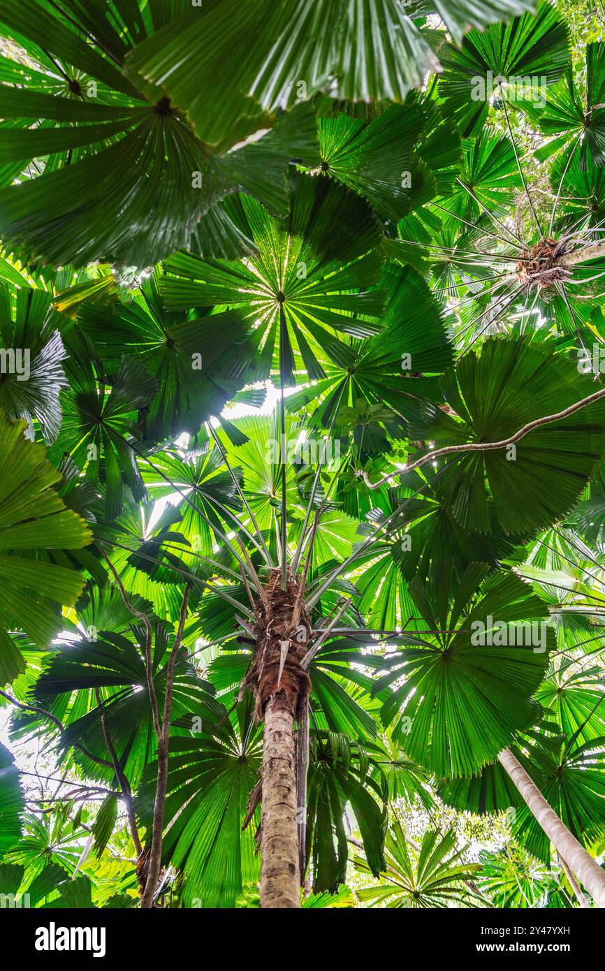 Palm trees in tropical rainforest in Daintree River National Park in ...