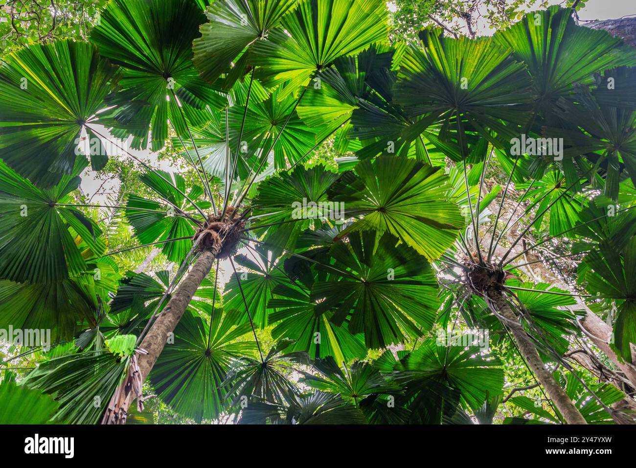 Palm trees in tropical rainforest in Daintree River National Park in ...