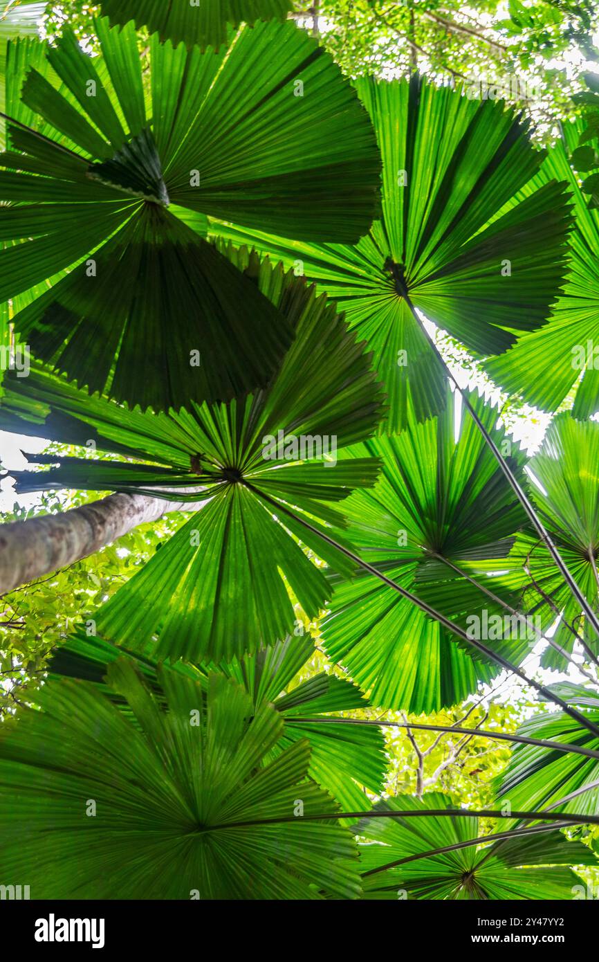 Palm trees in tropical rainforest in Daintree River National Park in ...