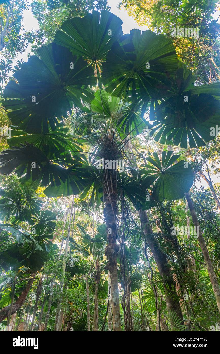 Palm trees in tropical rainforest in Daintree River National Park in ...
