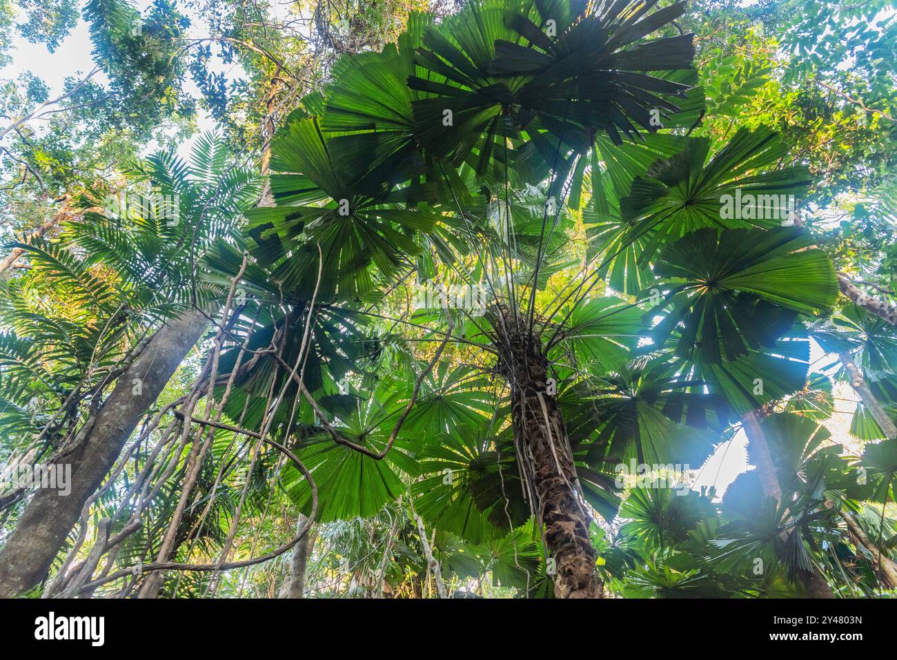 Palm trees in tropical rainforest in Daintree River National Park in ...