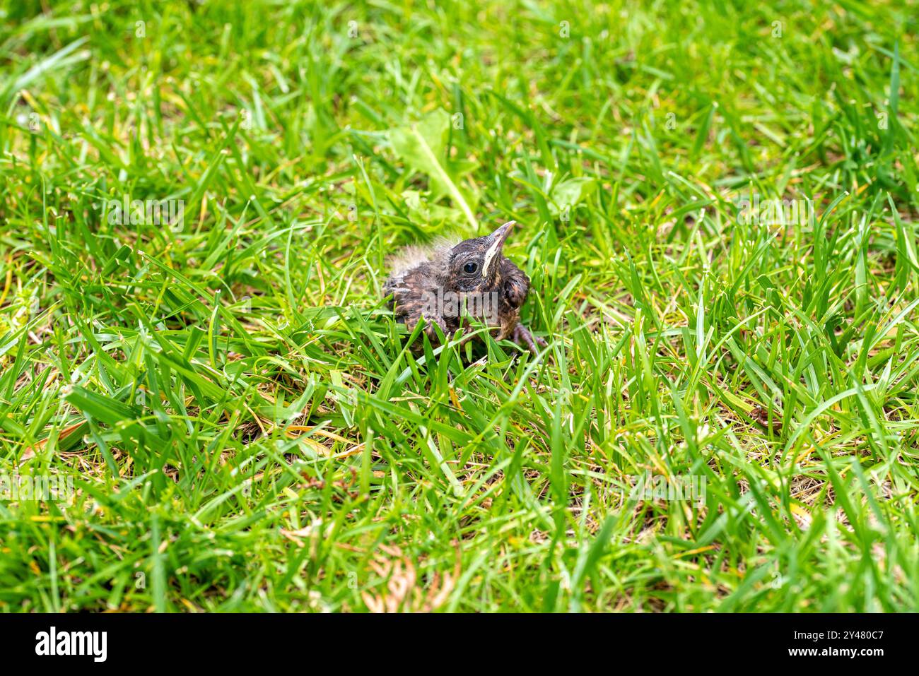 Thrush baby bird fell from its nest. Thrush young bird in the green ...