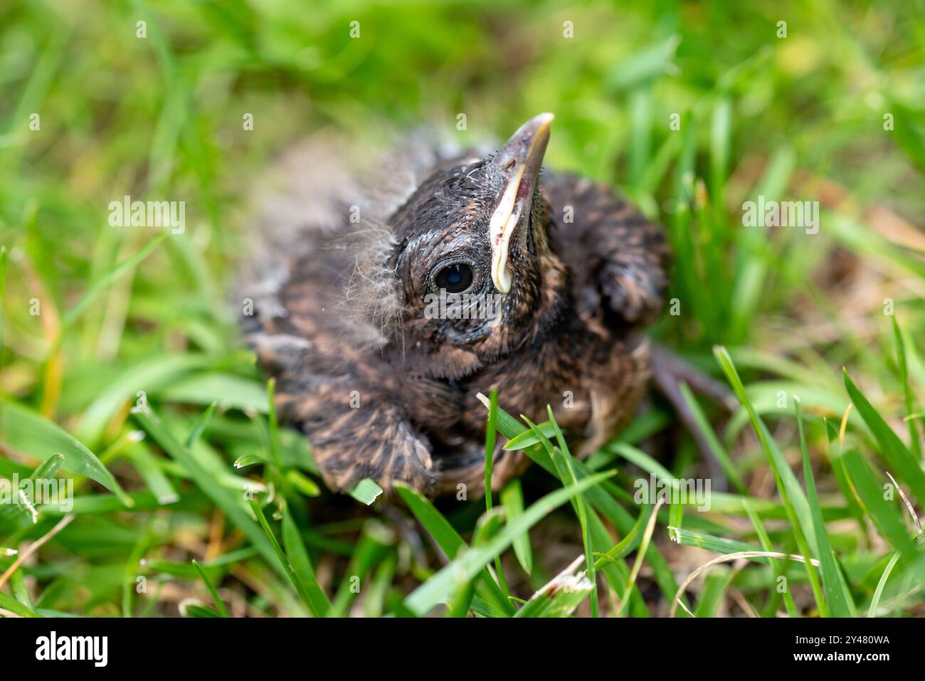 Thrush baby bird fell from its nest. Thrush young bird in the green ...