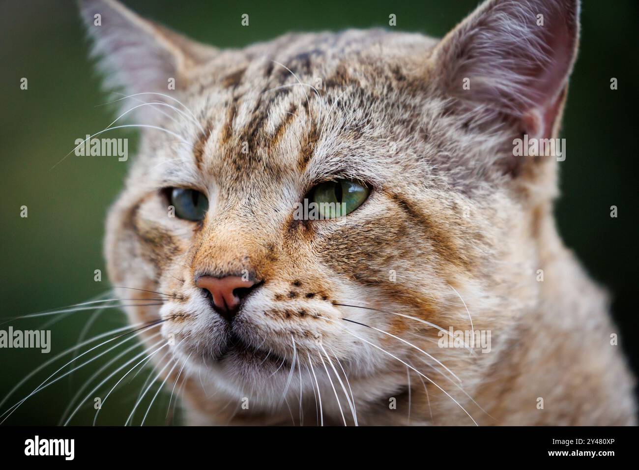 Gray Tabby tomcat (Felis catus)) portrait Stock Photo - Alamy