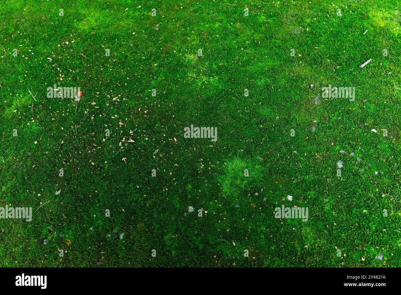 Natural green moss. Green moss background Stock Photo - Alamy